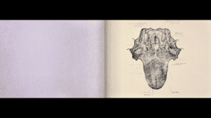 The Flying Organs | Terrain.Art